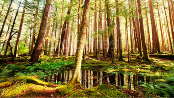 Herbalsauna, sauna umeda din lemn de cedru